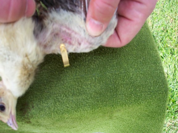 Peachick Wing Tagging
