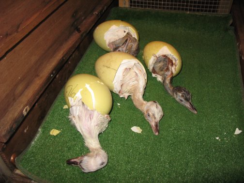 Rhea Chicks